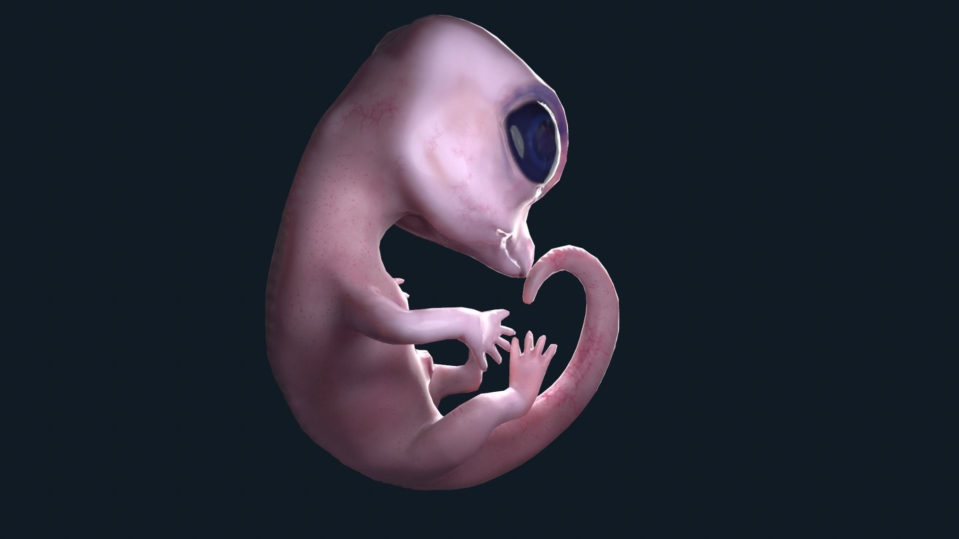3D model Alligator embryo VR / AR / low-poly | CGTrader