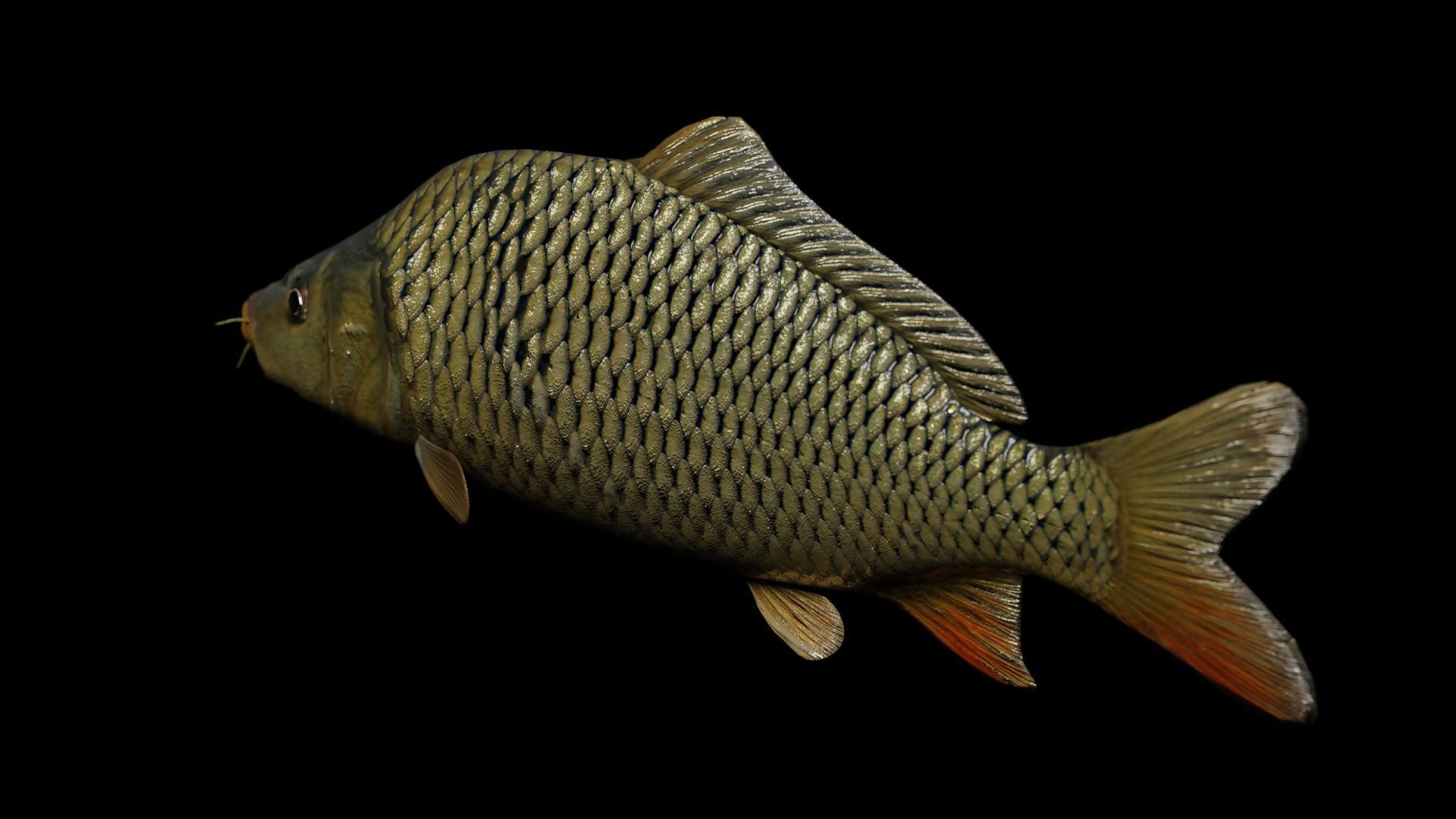 3D model Carp fish VR / AR / low-poly | CGTrader