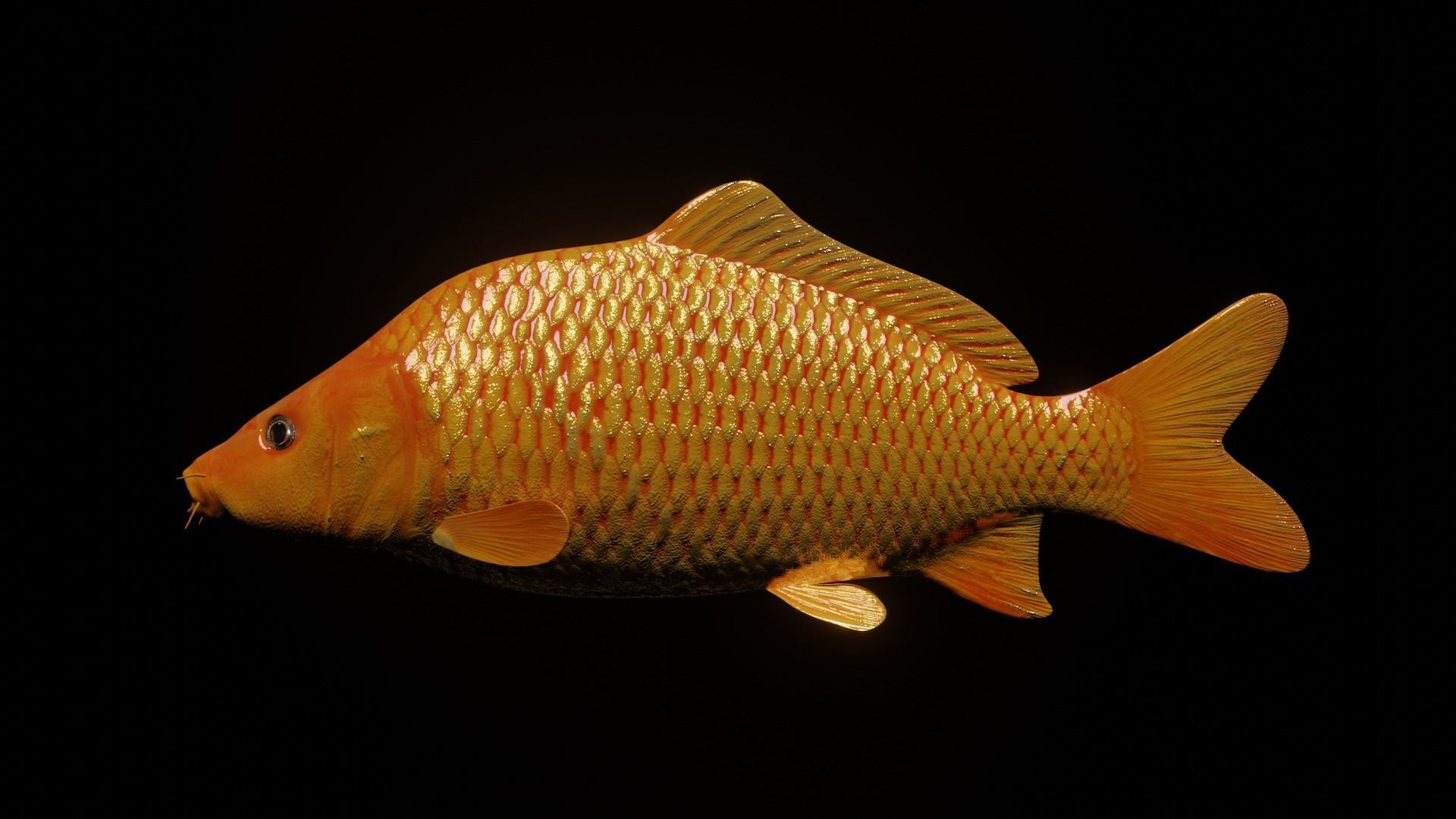 3D model Carp fish VR / AR / low-poly | CGTrader