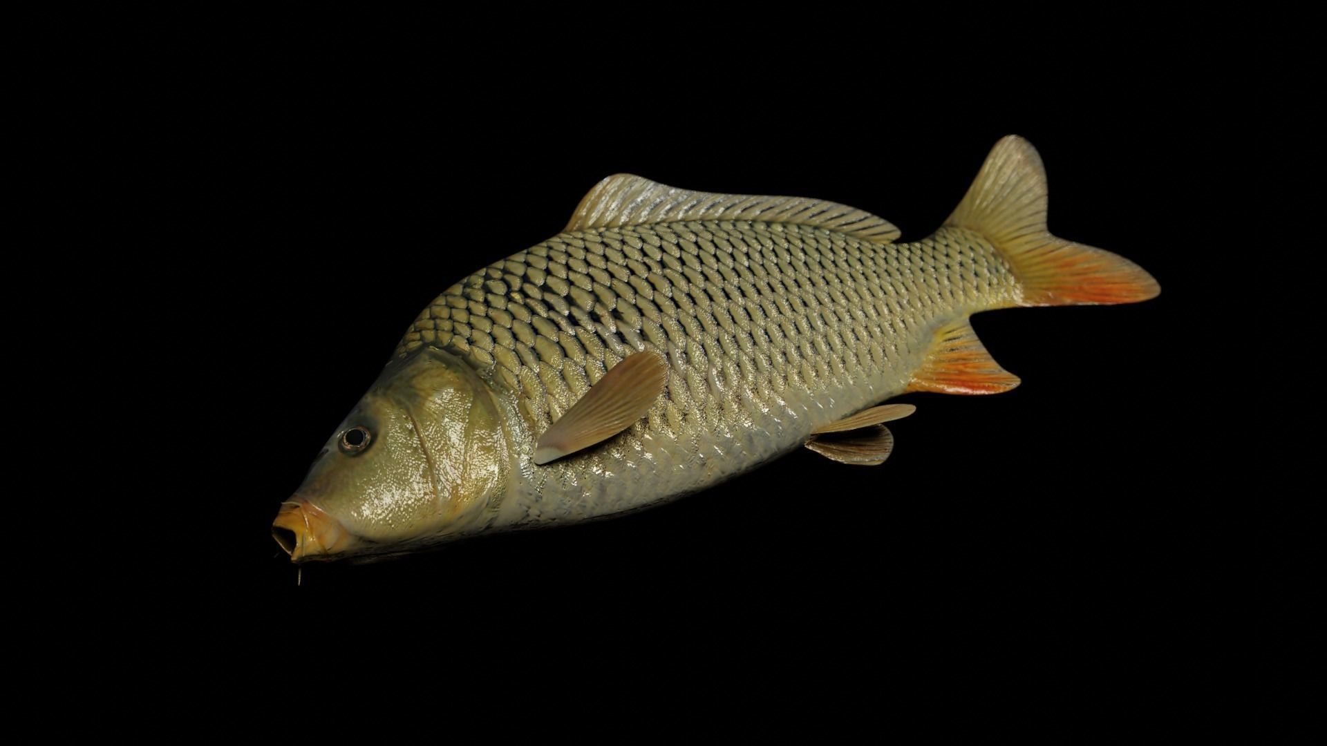 3D model Carp fish VR / AR / low-poly | CGTrader