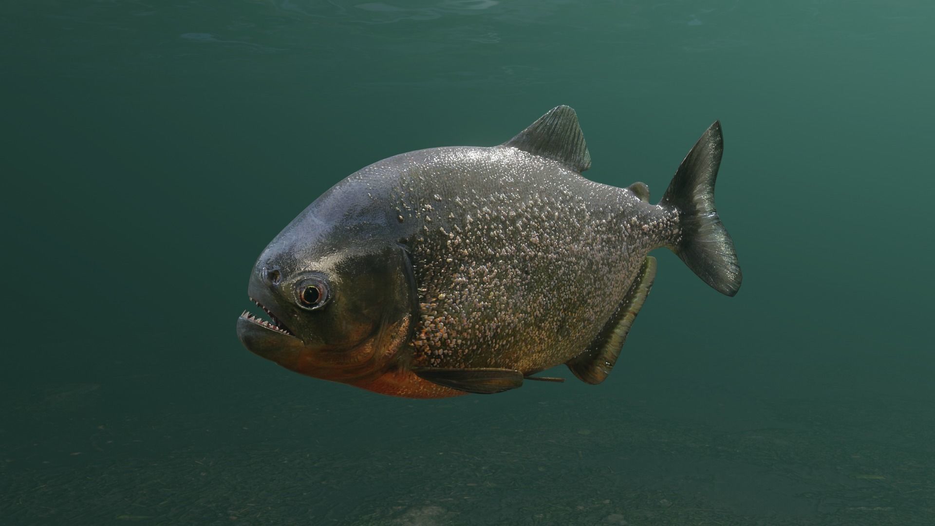 3D Model Collection Realistic freshwater fish VR / AR / low-poly | CGTrader