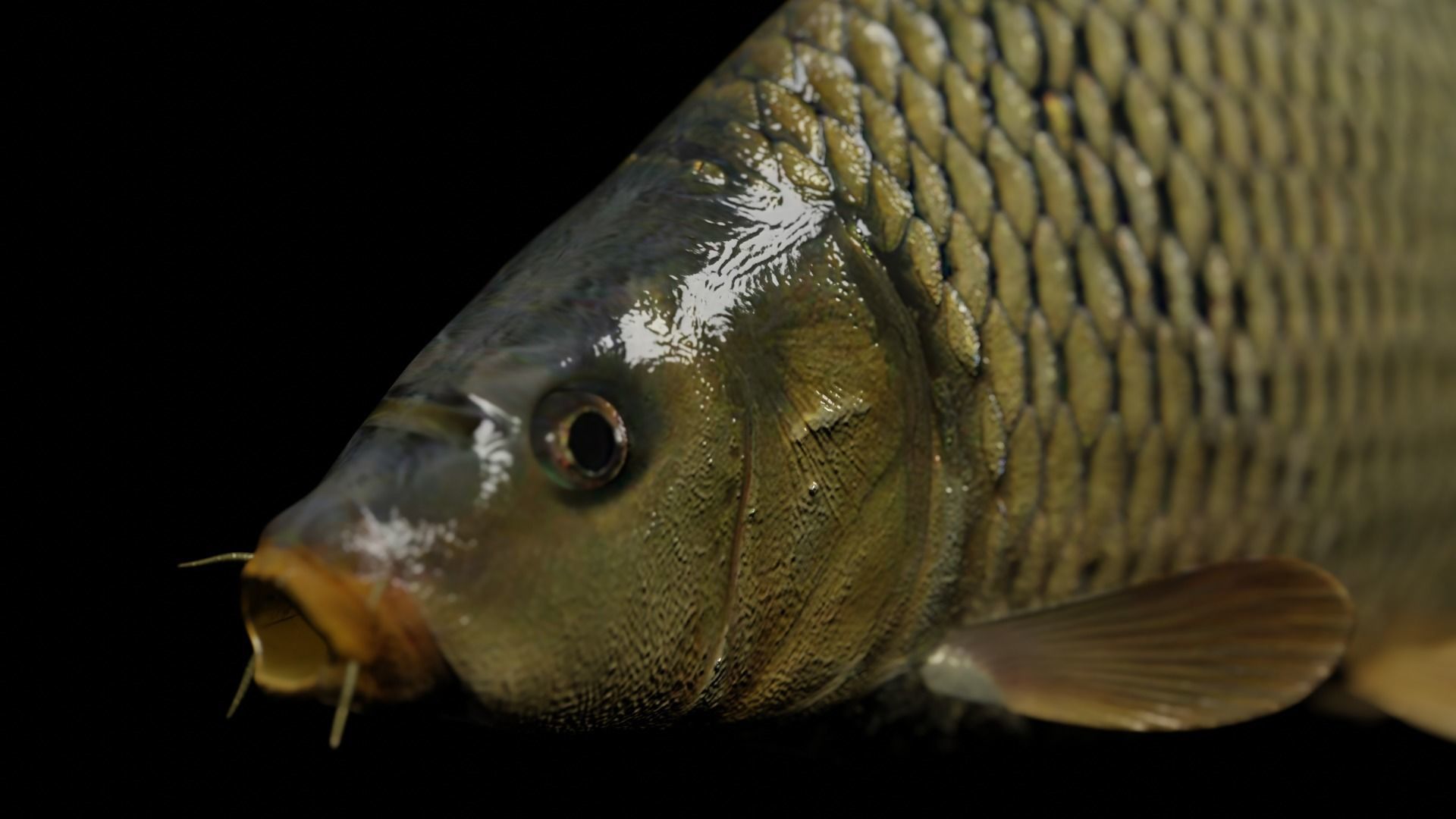 3D Model Collection Realistic freshwater fish VR / AR / low-poly | CGTrader