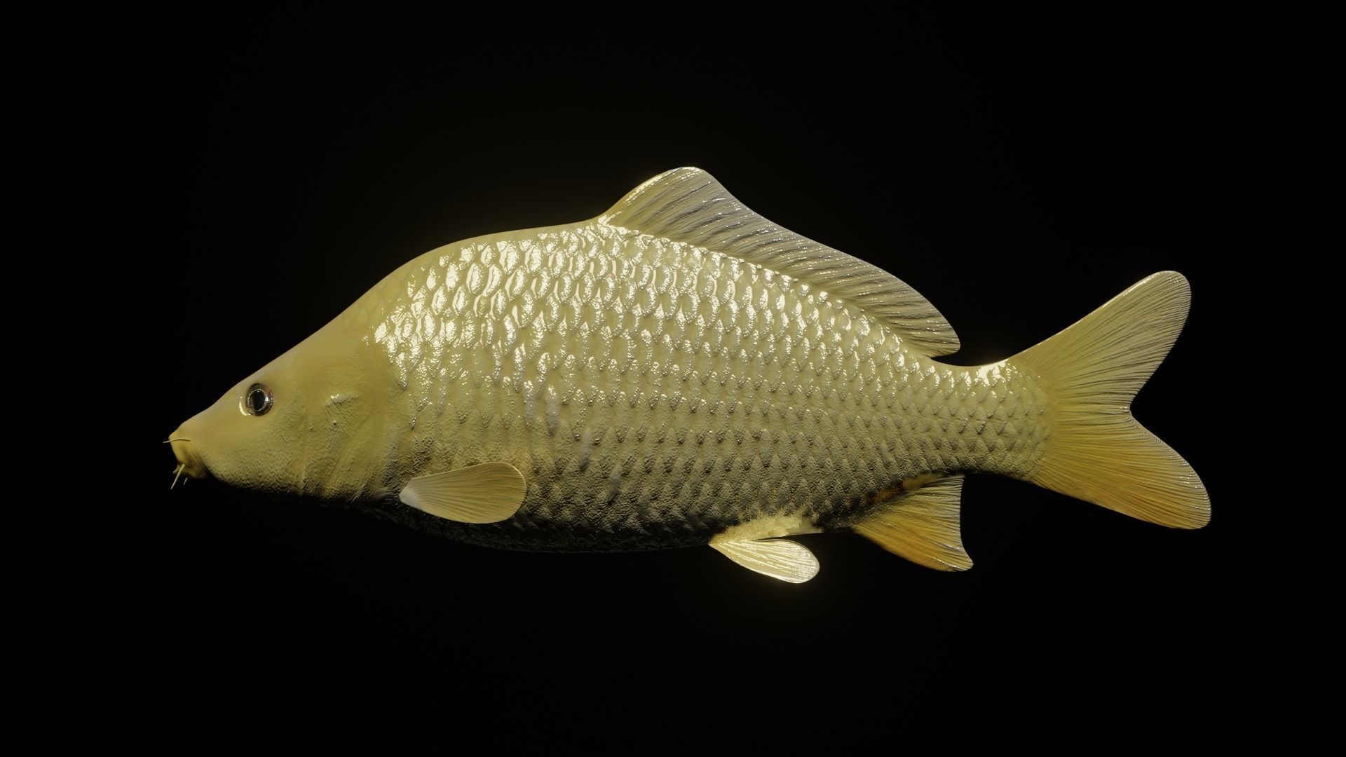 3D Model Collection Realistic freshwater fish VR / AR / low-poly | CGTrader