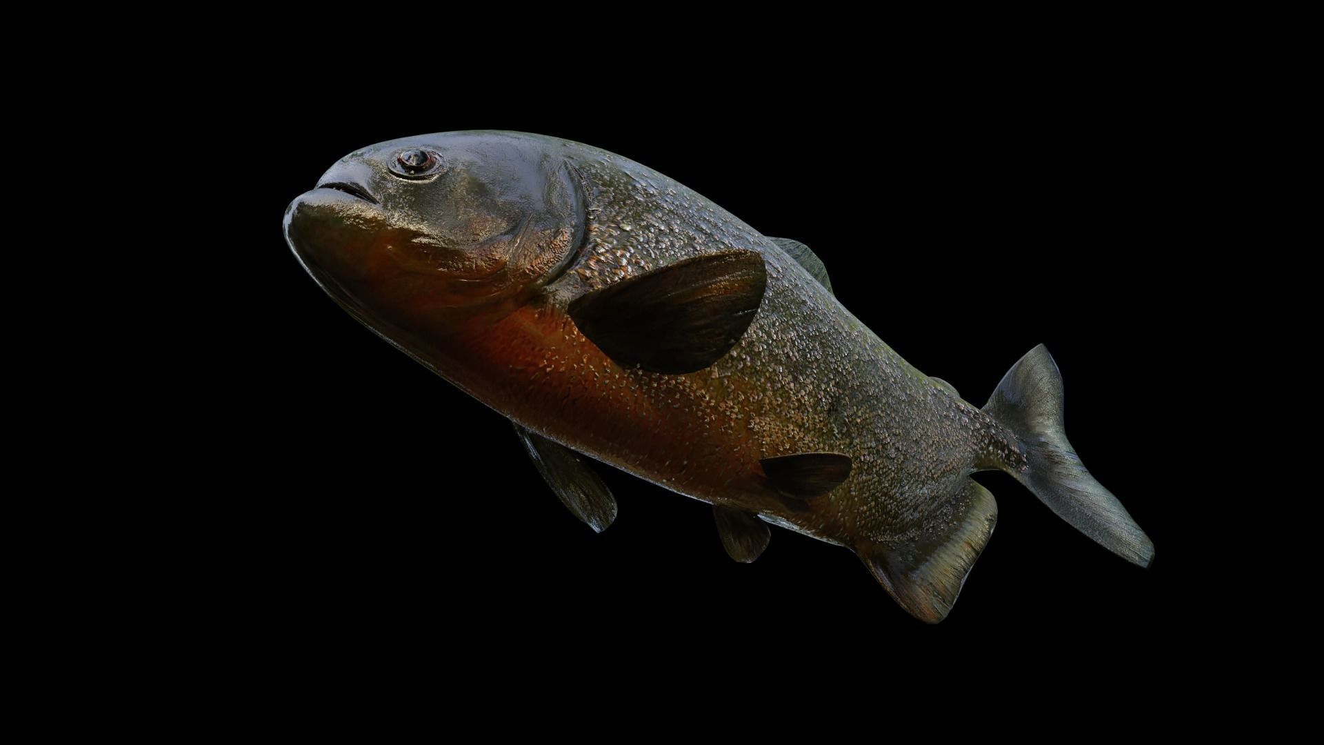 3D Model Collection Realistic freshwater fish VR / AR / low-poly | CGTrader