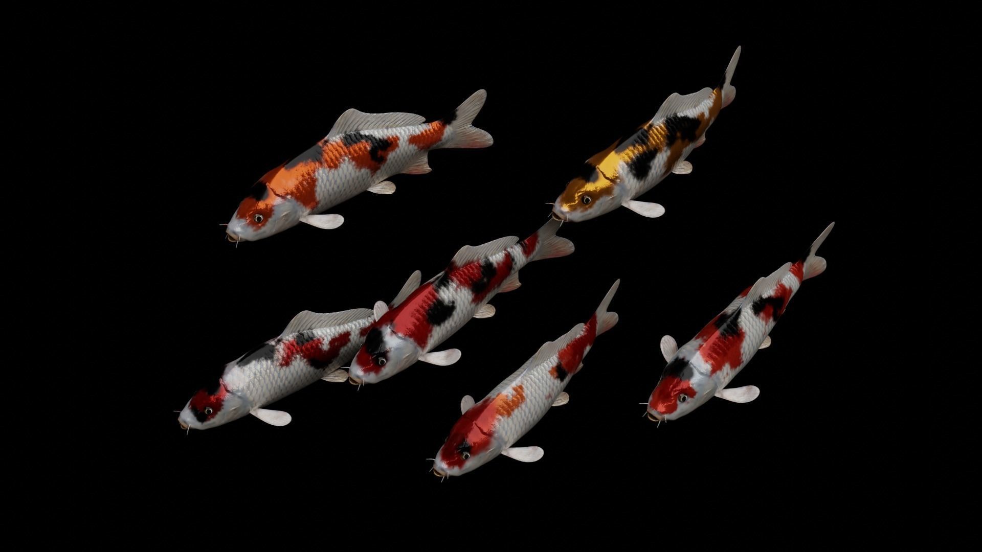 3D Model Collection Realistic freshwater fish VR / AR / low-poly | CGTrader