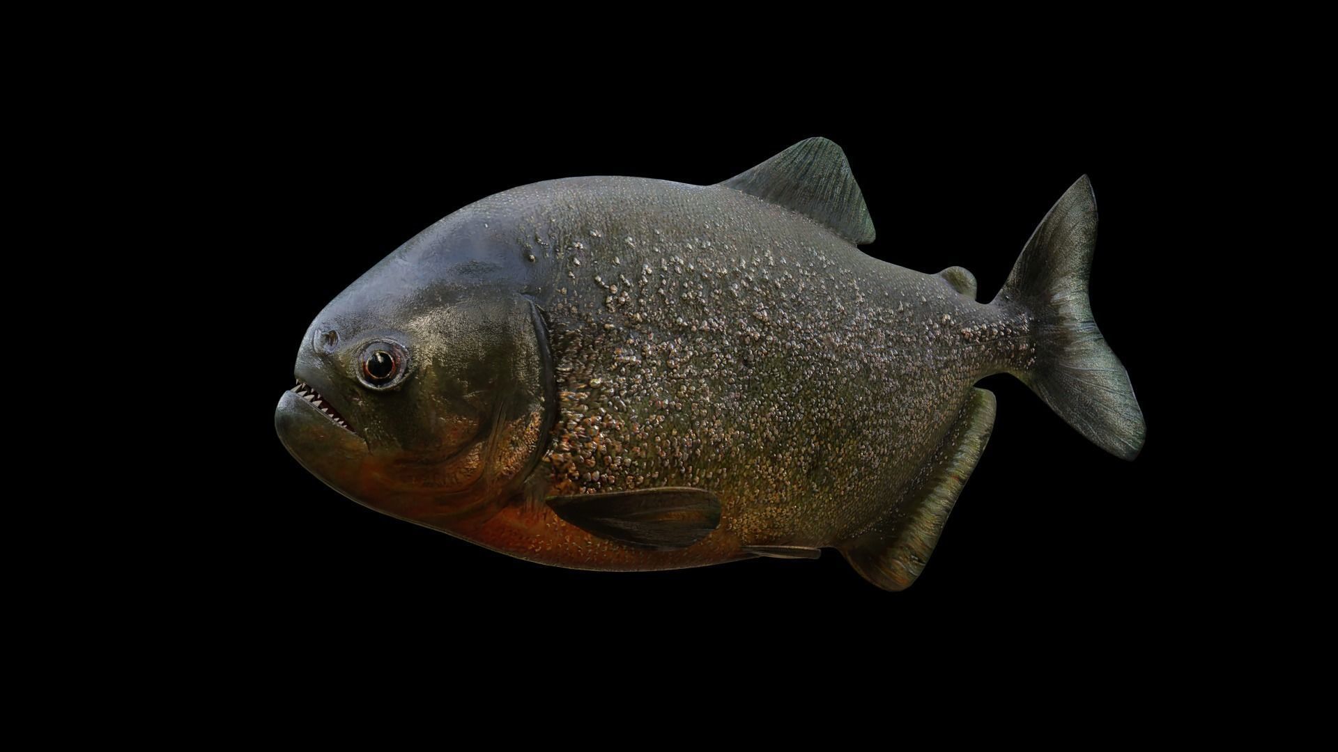 3D Model Collection Realistic freshwater fish VR / AR / low-poly | CGTrader