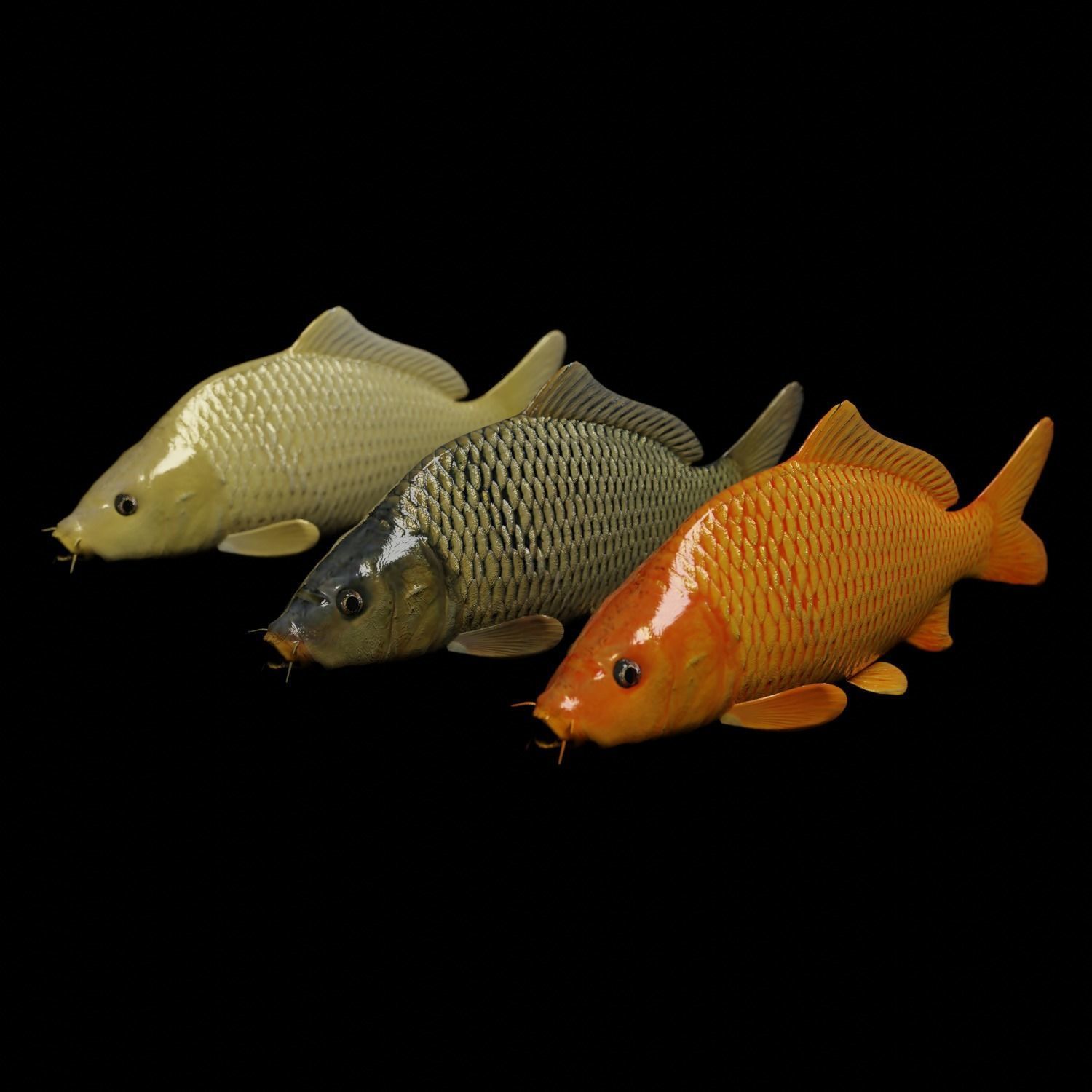 3D Model Collection Realistic freshwater fish VR / AR / low-poly | CGTrader
