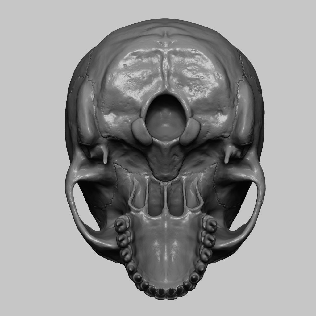Human Male Skull 3D model | CGTrader