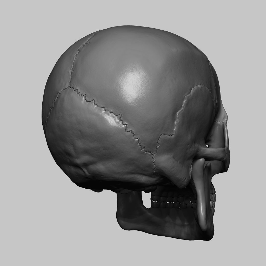 Human Male Skull 3D model | CGTrader