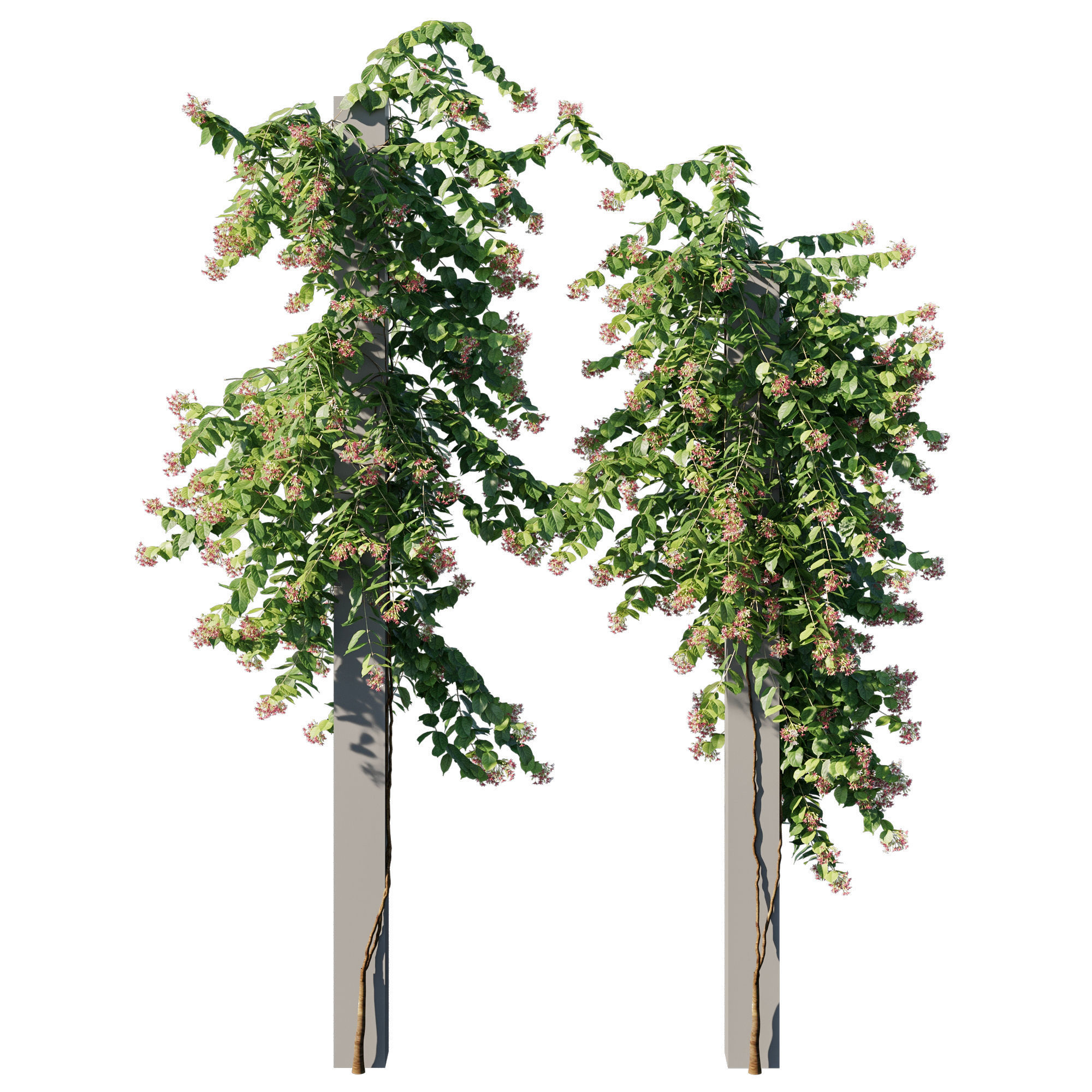 Combretum indicum 02 3D model | CGTrader