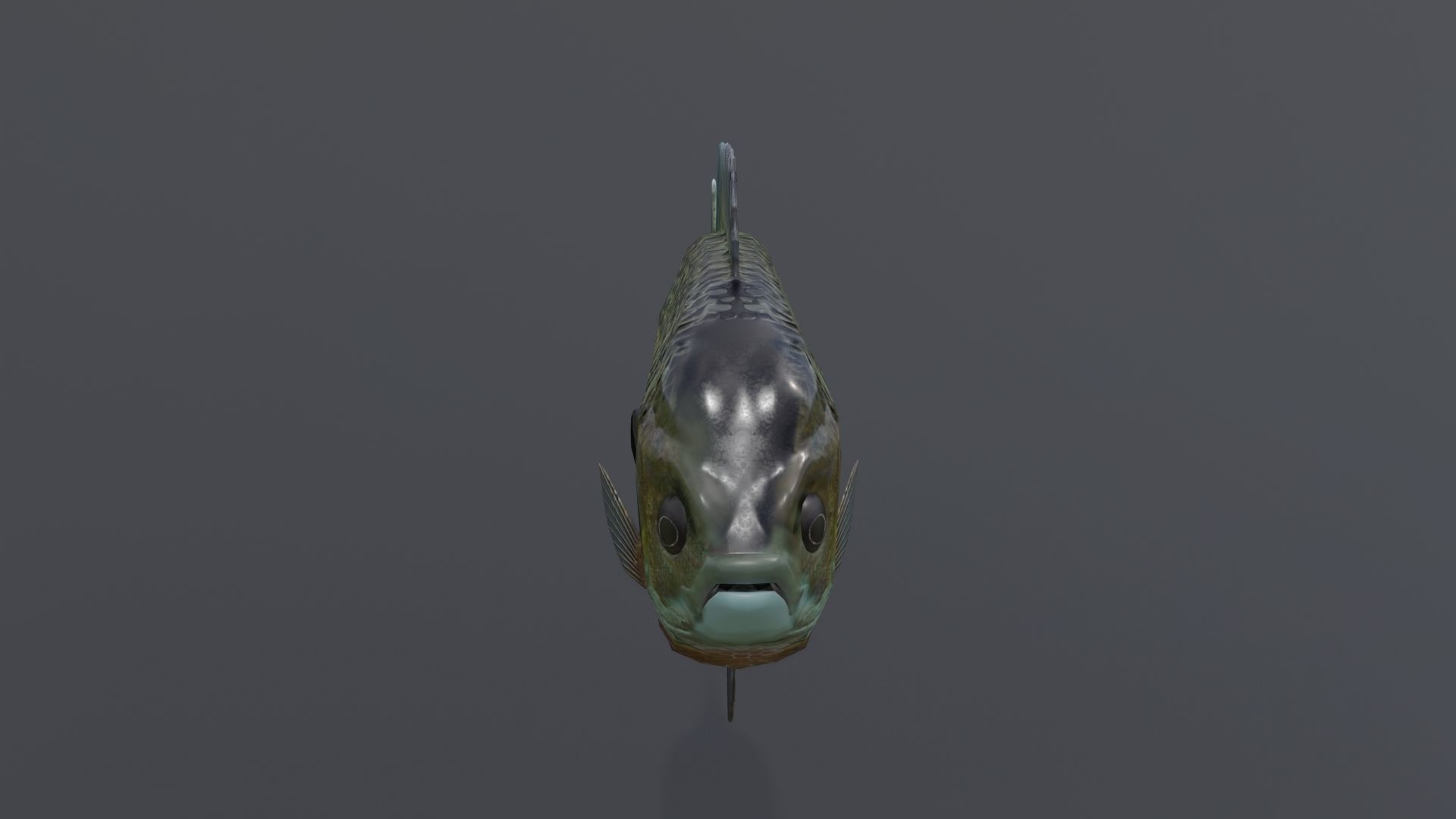 3D model Bluegill Fish VR / AR / low-poly | CGTrader