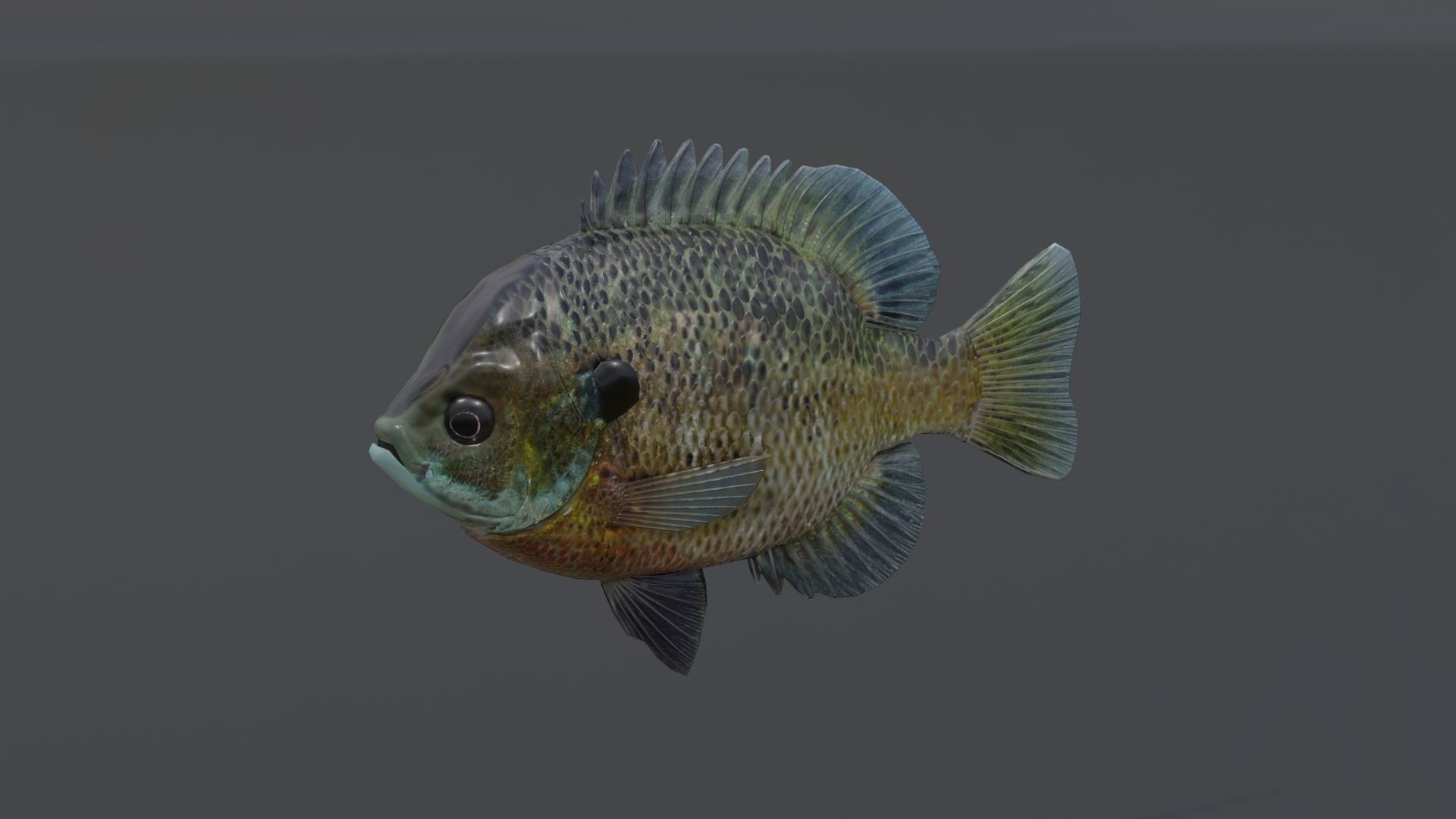 3D model Bluegill Fish VR / AR / low-poly | CGTrader