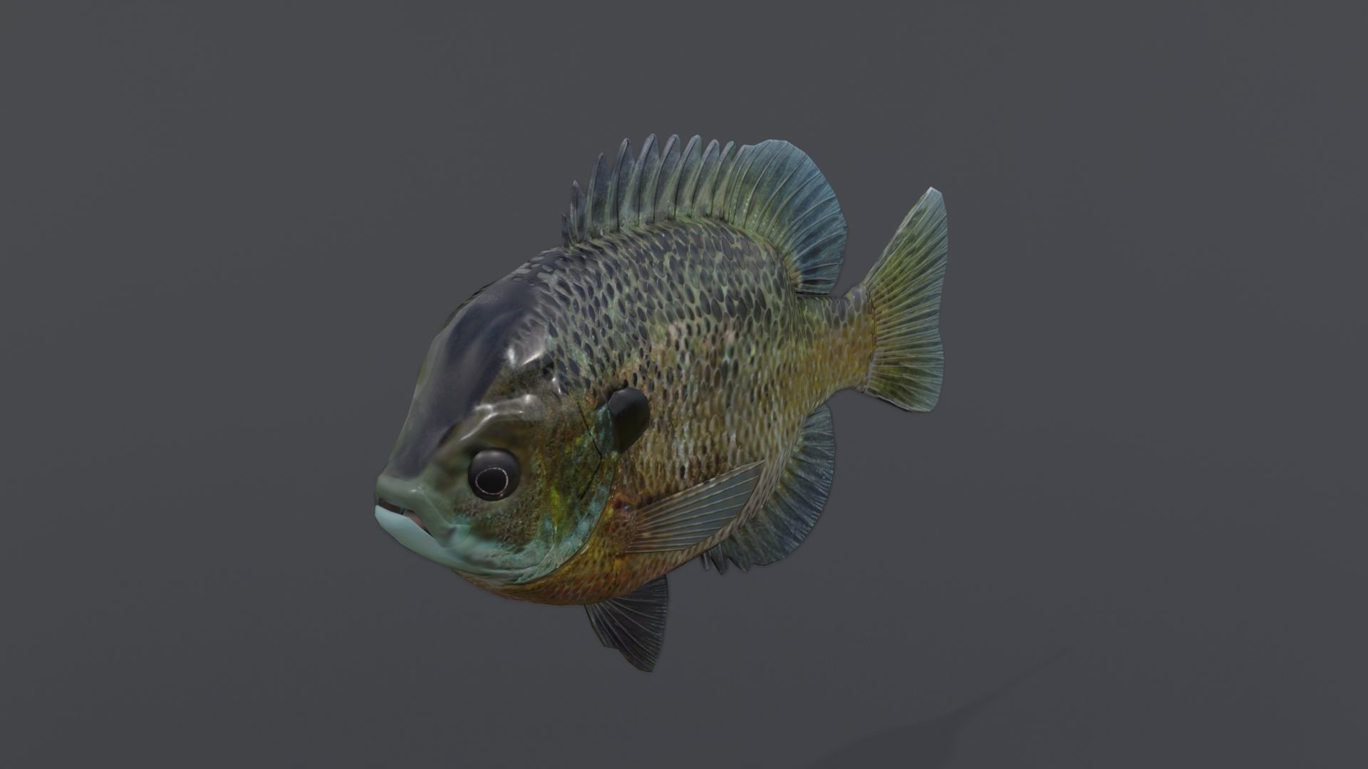 3D model Bluegill Fish VR / AR / low-poly | CGTrader