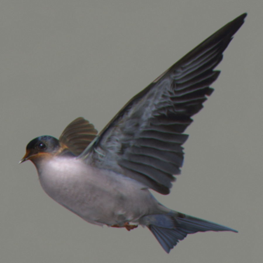 Animated Swallow 3D model | CGTrader
