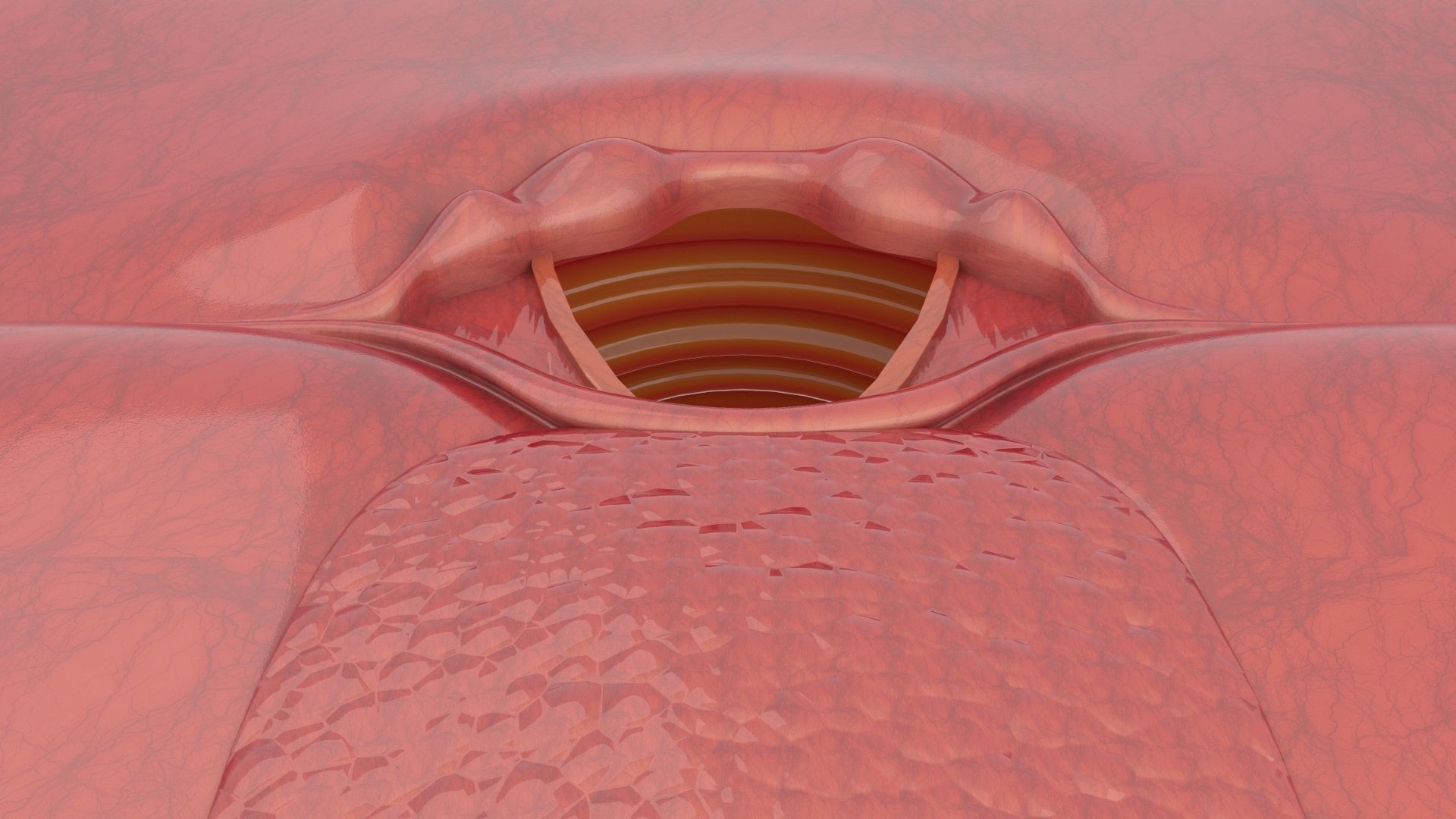 Larynx vocal cord 3D model animated | CGTrader