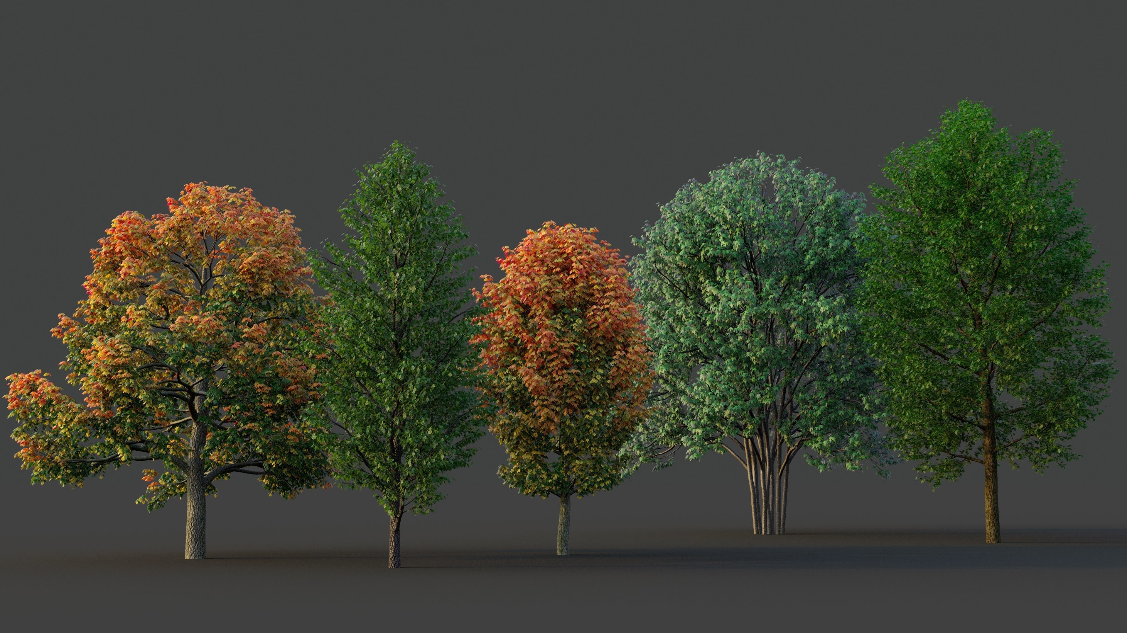 XfrogPlants Maple Pack 3D model animated | CGTrader