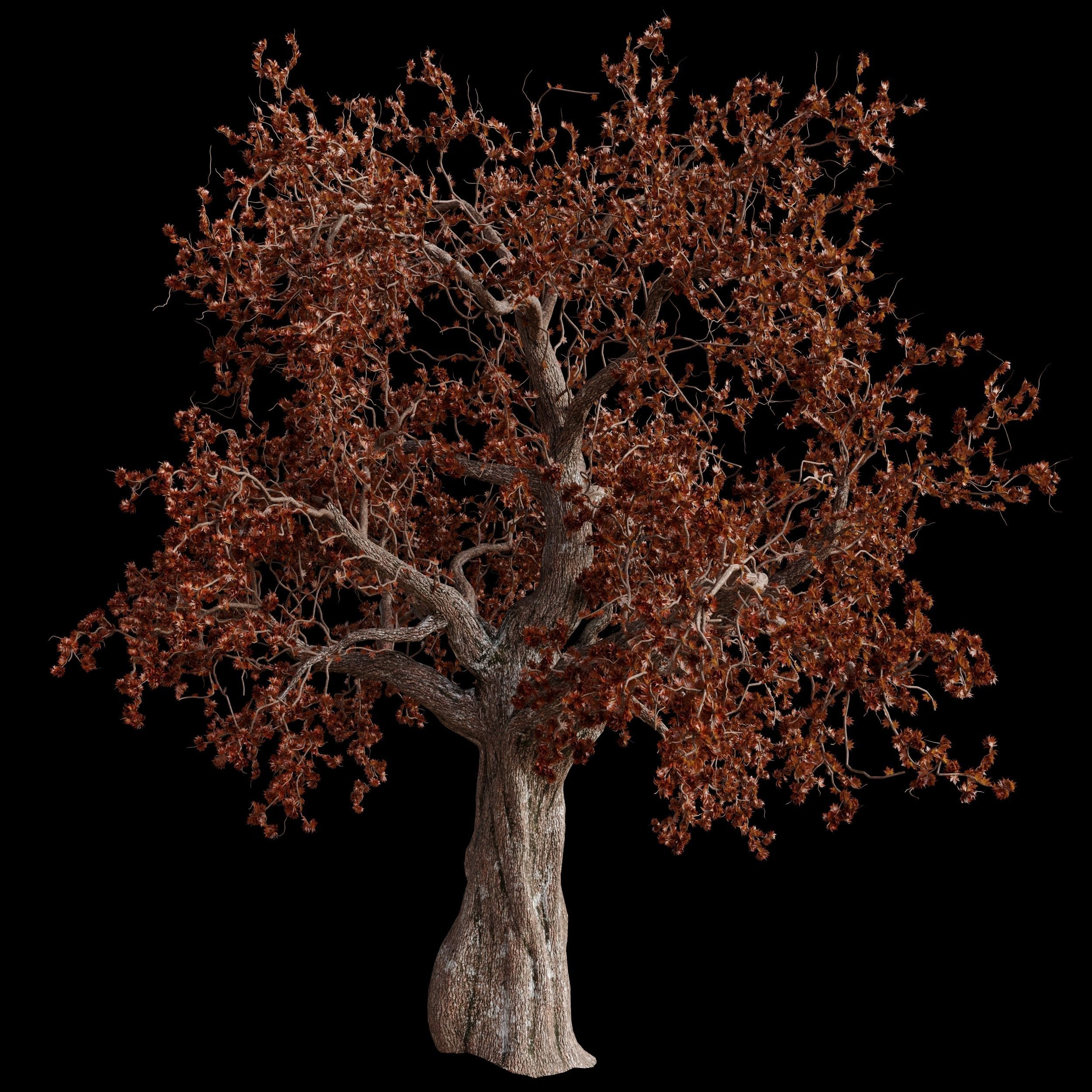 red maple tree free 3D model | CGTrader