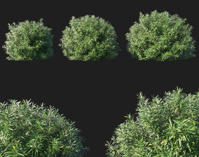 Bush 3D Models | CGTrader