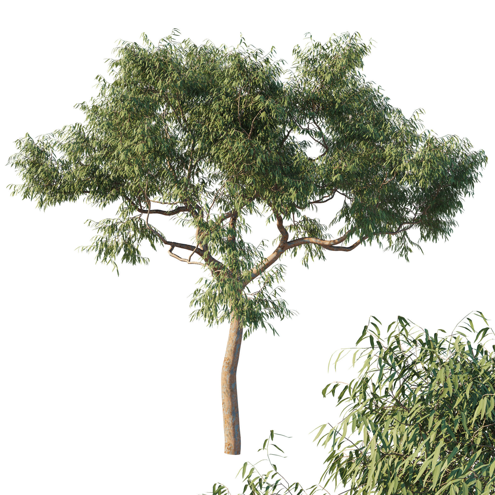 Angophora costata 04 3D model | CGTrader