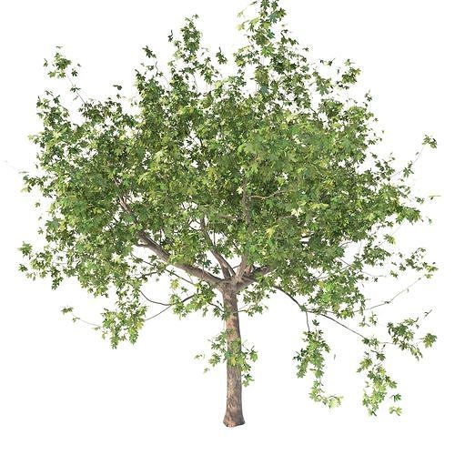 Maple tree 3D model | CGTrader