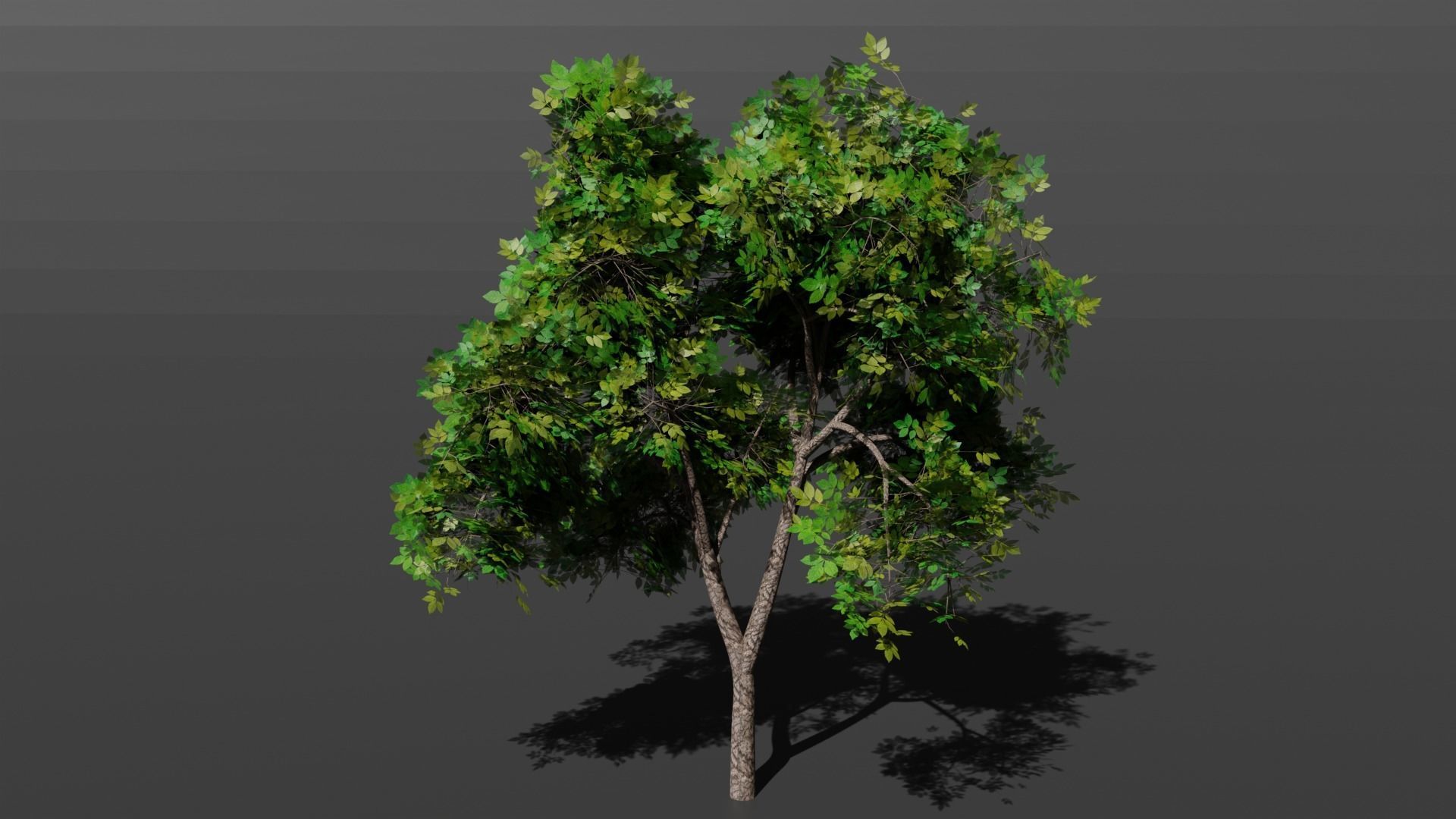 Tree plant free 3D model | CGTrader