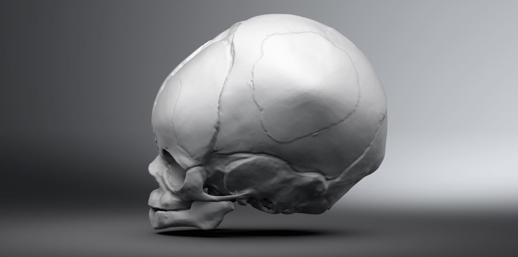 Fetal Skull 3D model 3D printable | CGTrader