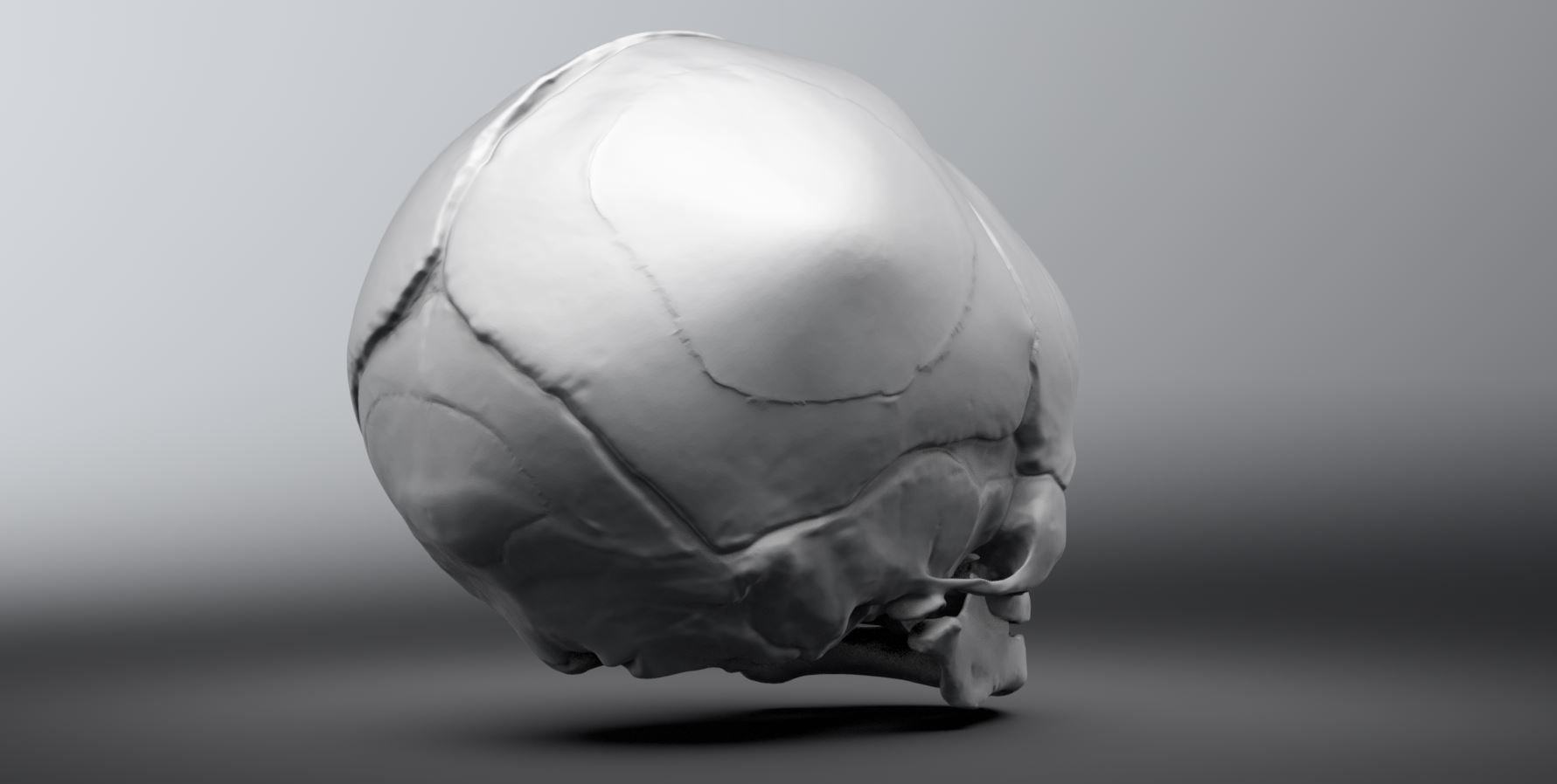 Fetal Skull 3D model 3D printable | CGTrader