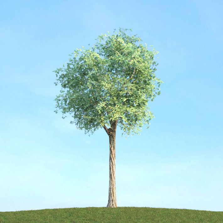 Lowpoly Leafy Tree 3D model | CGTrader