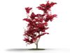 Red Leafed Tree 3D model | CGTrader