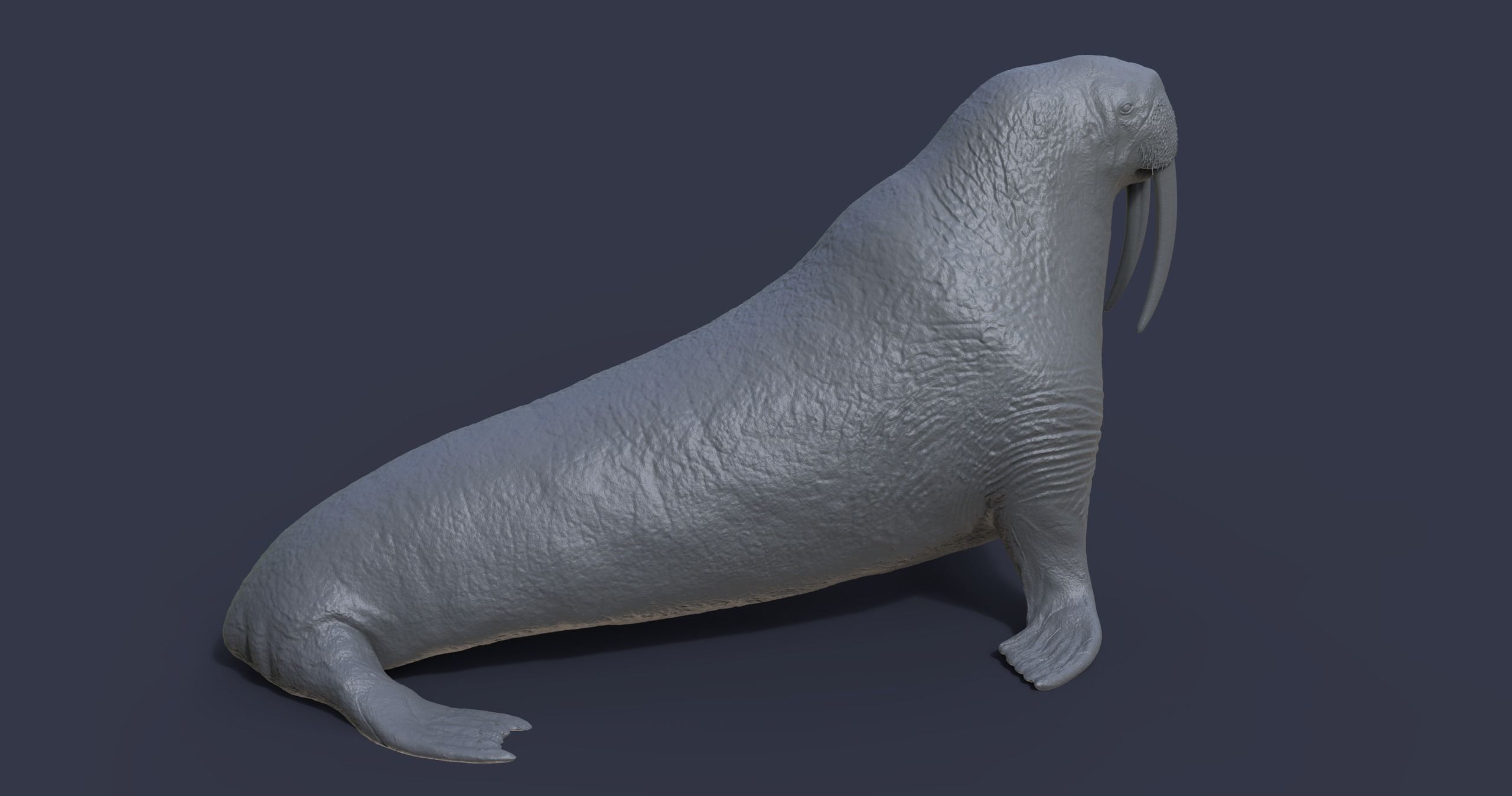 Walrus 3D model 3D printable | CGTrader