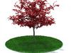 Tree With Red Leaves 3D model | CGTrader