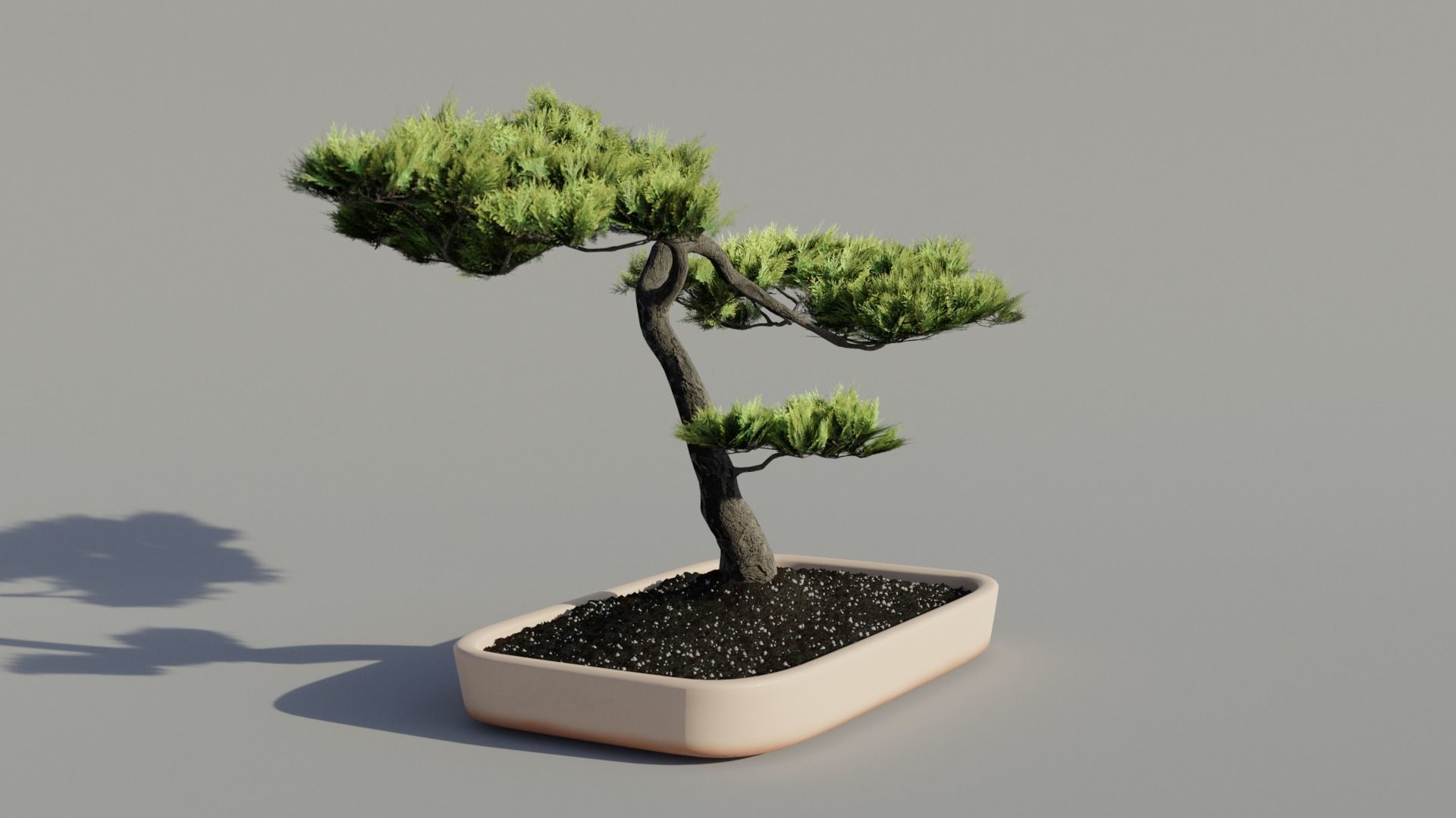 Bonsai Tree Juniper 3D model | CGTrader