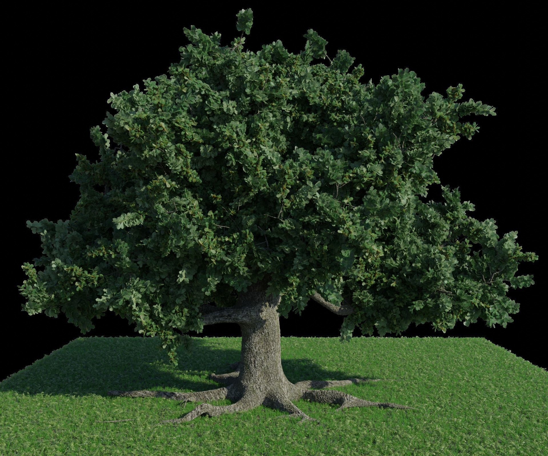 Oak Tree 3D model | CGTrader
