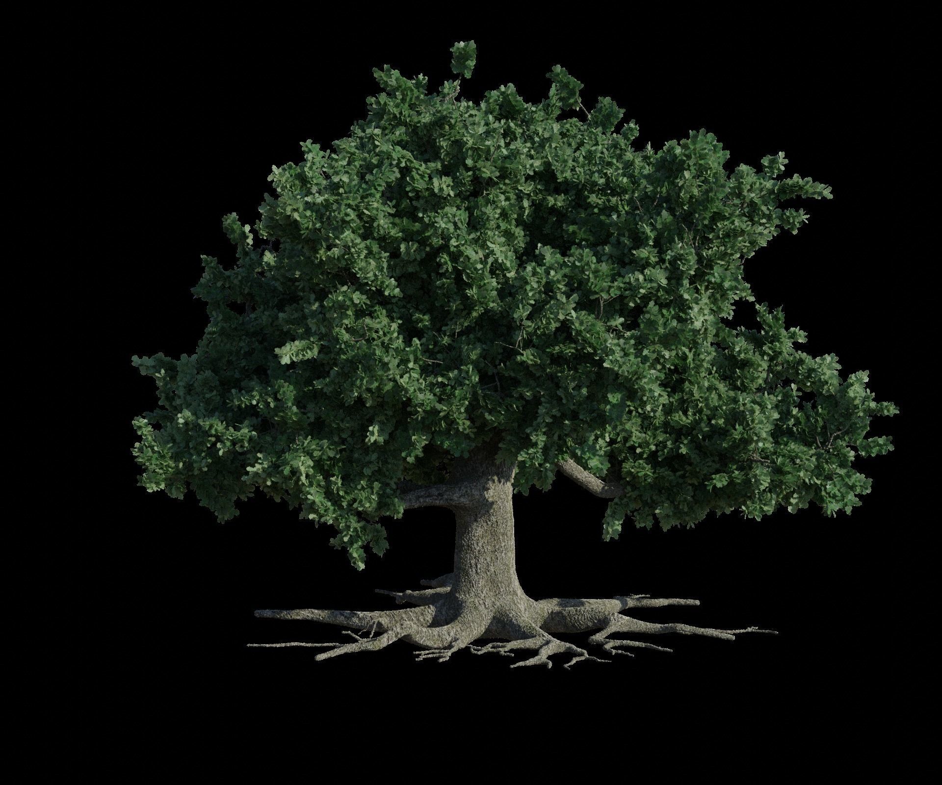 Oak Tree 3D model | CGTrader