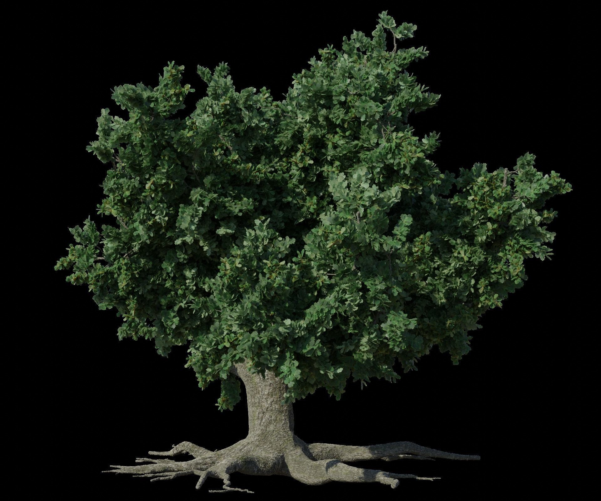Oak Tree 3D model | CGTrader
