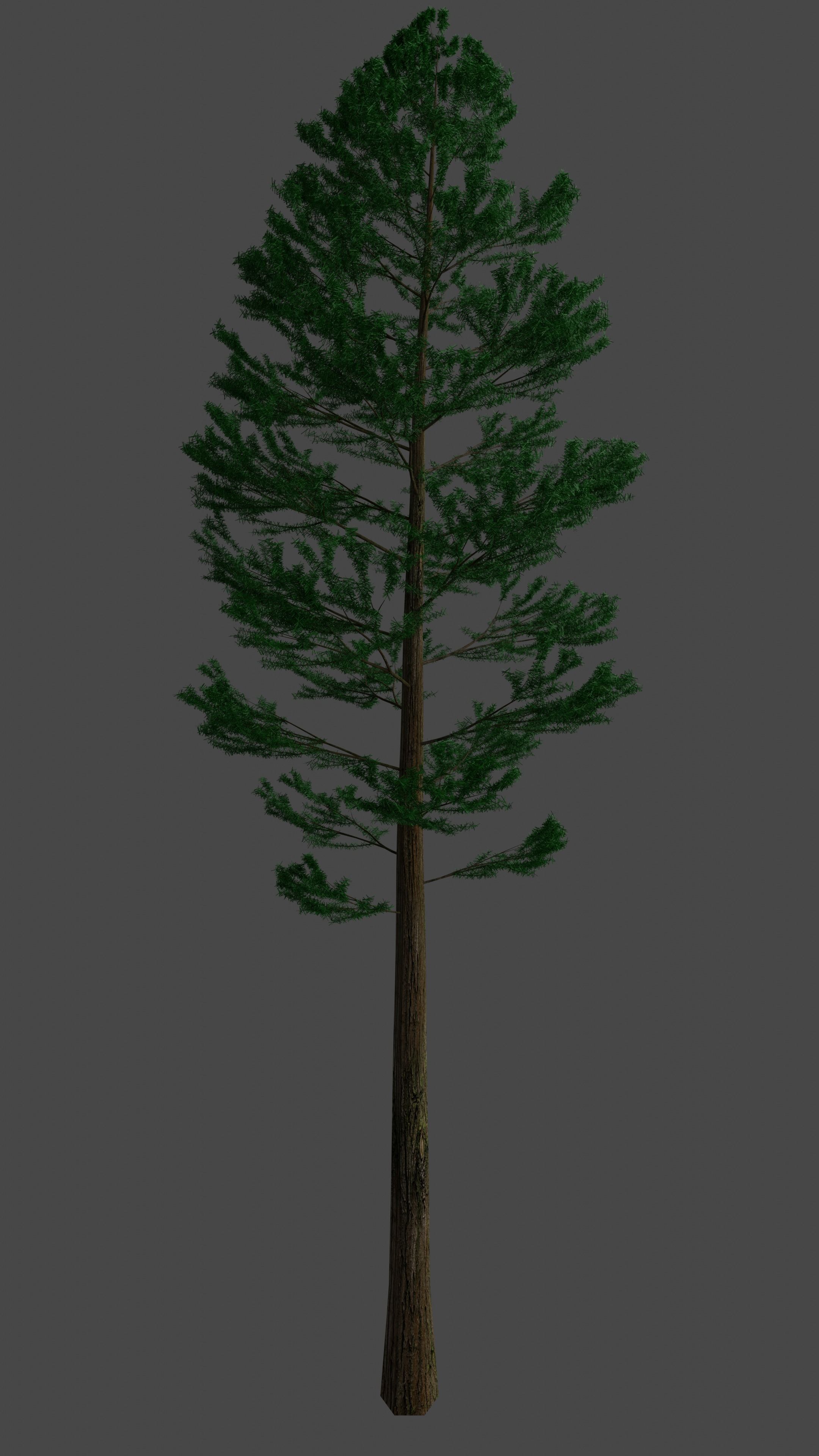 Pine Tree free 3D model | CGTrader