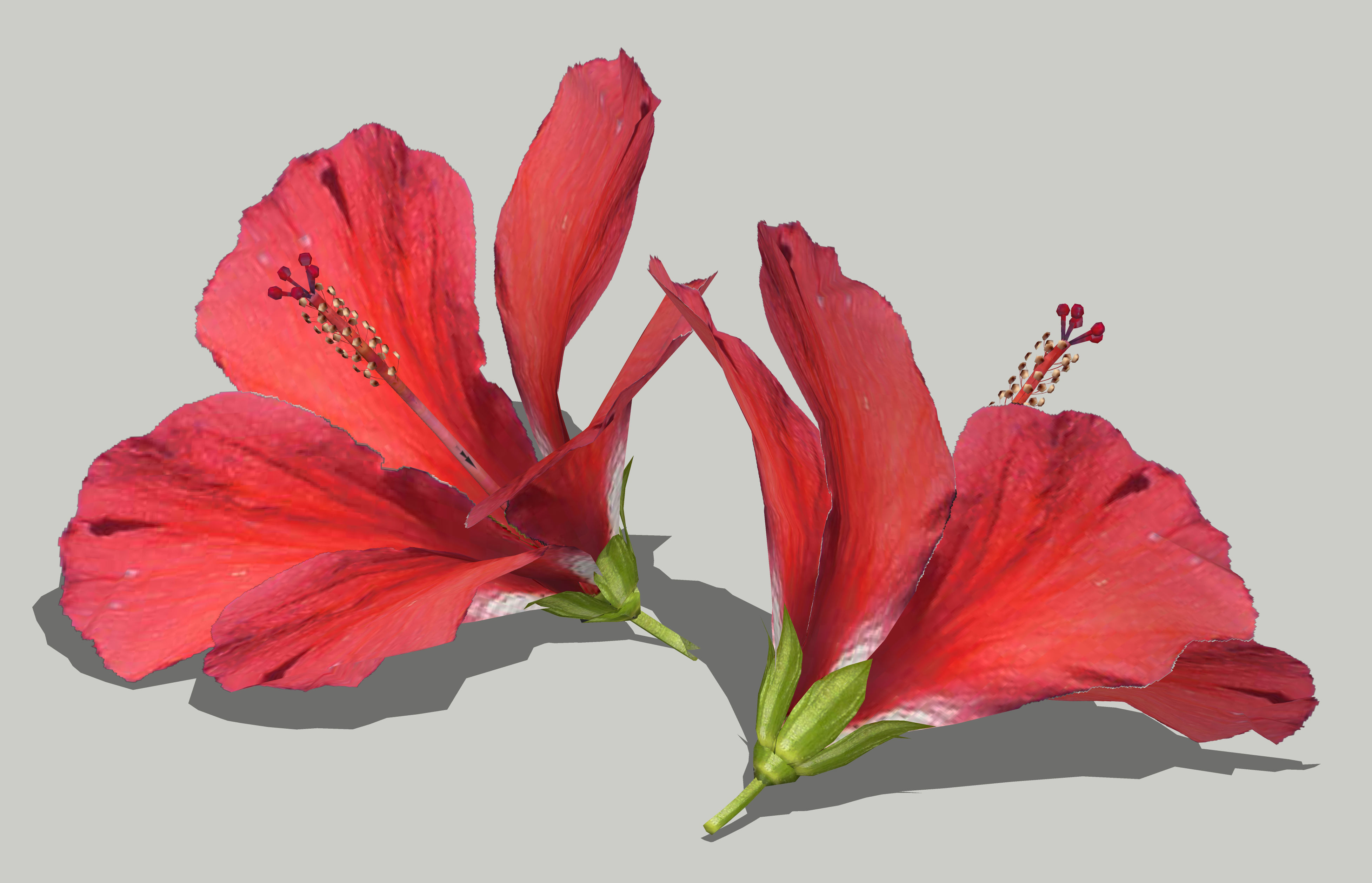 flower two hibiscus flowers free 3D model | CGTrader