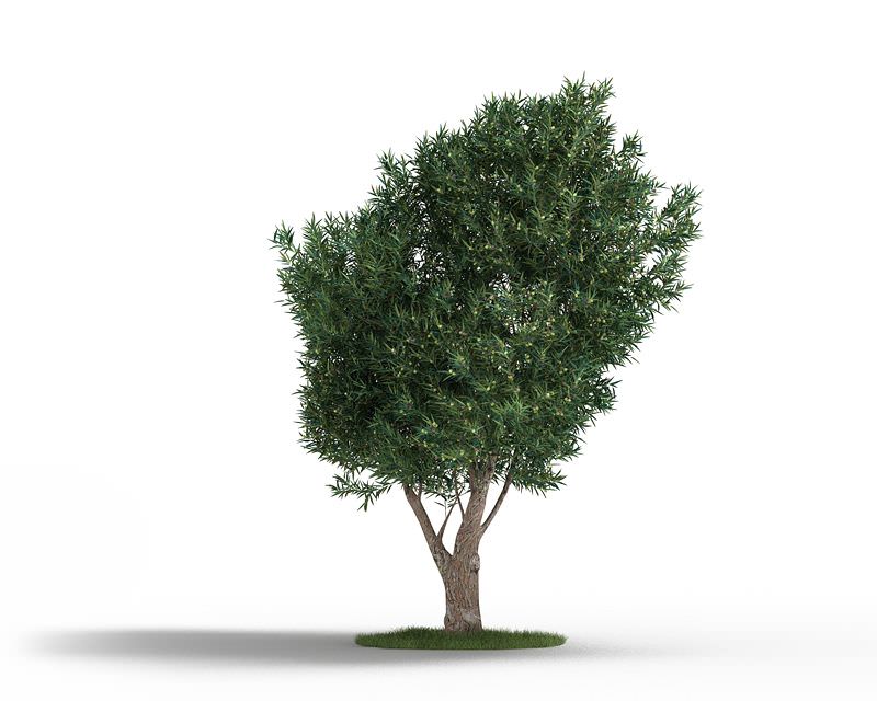 Tree With Branches And Leaves 3D model | CGTrader