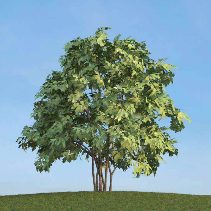 Leafy Green Tree 3D model | CGTrader