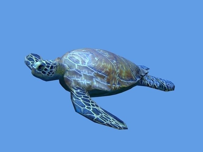 3D model sea turtle lowpoly VR / AR / low-poly | CGTrader