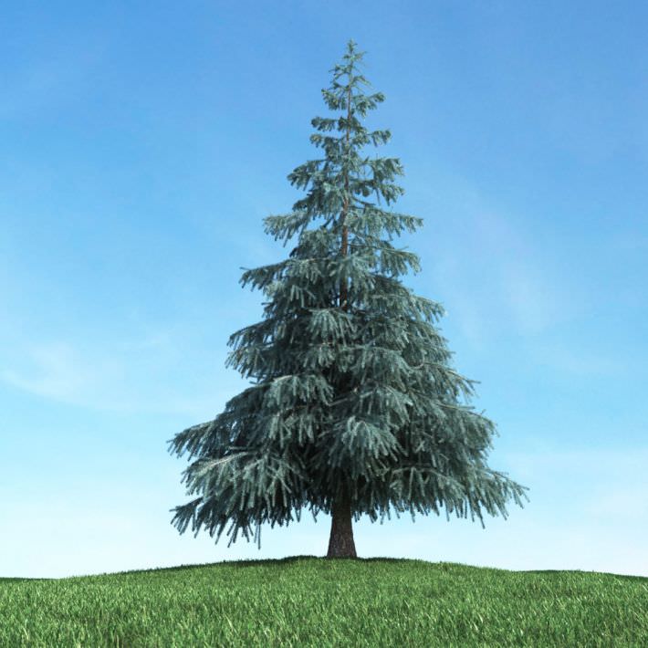 Conifer Tree 3D model | CGTrader