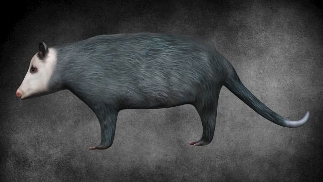 3D model Possum opposum VR / AR / low-poly | CGTrader