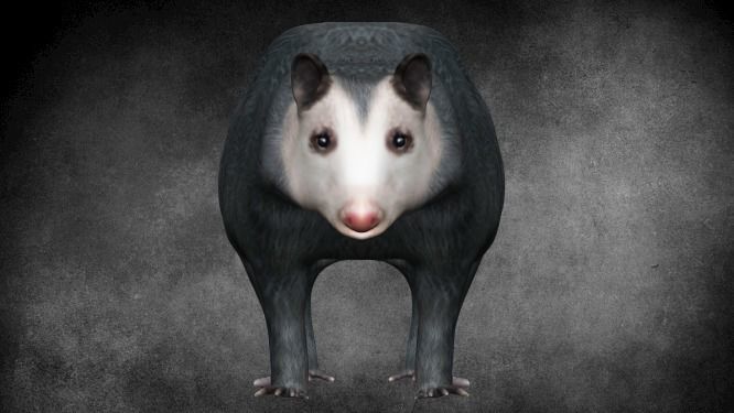 3D model Possum opposum VR / AR / low-poly | CGTrader