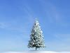 Fir Tree With Snow 3D model | CGTrader