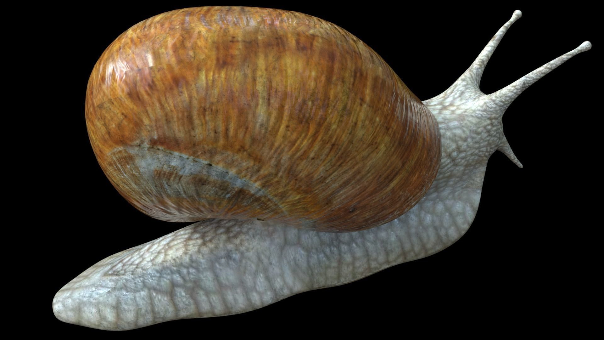 3D model Snail VR / AR / low-poly | CGTrader