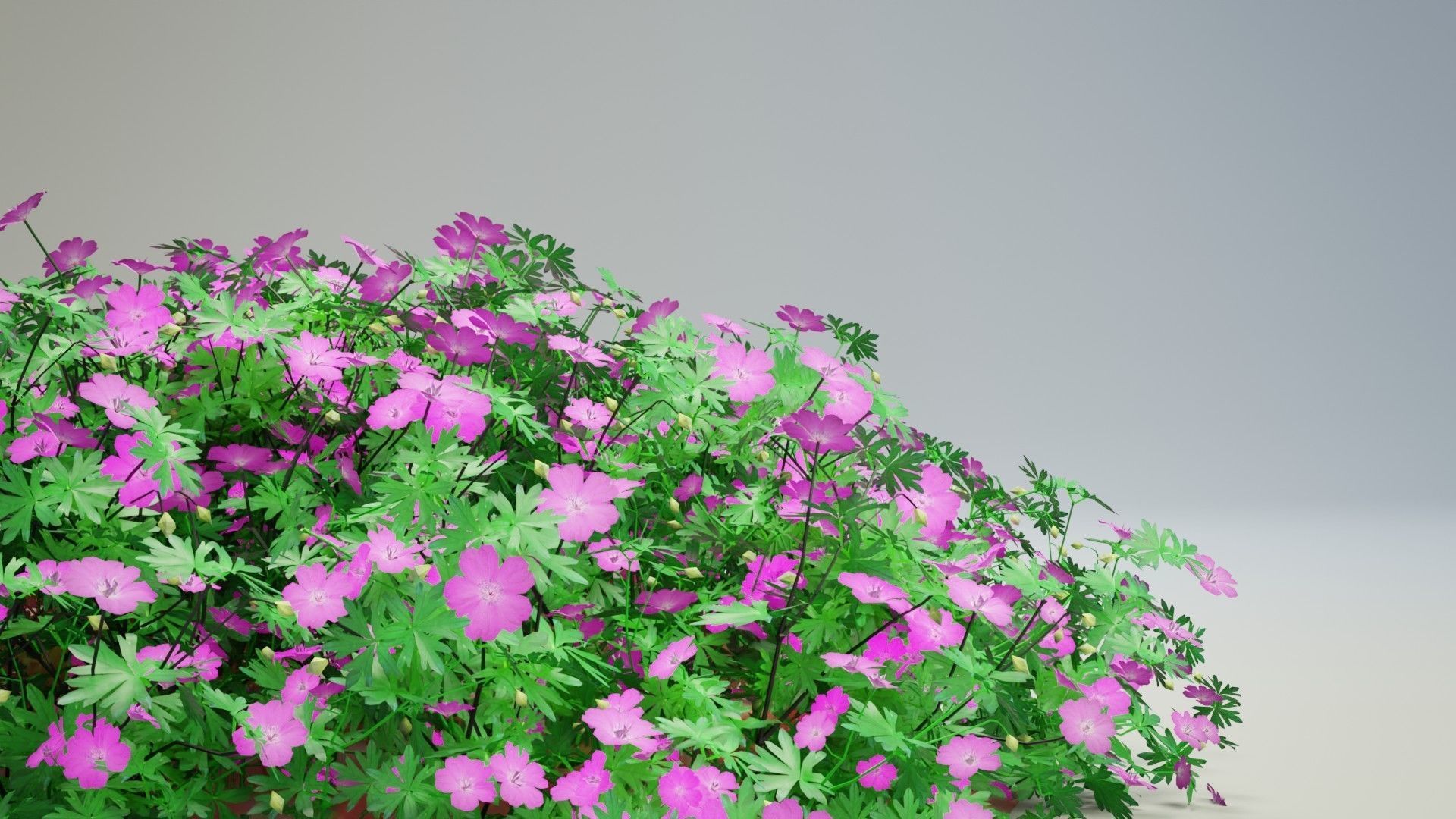 Geranium Max Frei High Poly 3D model | CGTrader