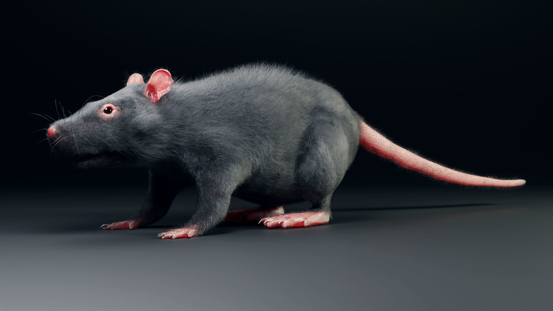 3D model Rat model VR / AR / low-poly | CGTrader