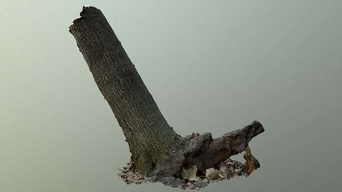 3D model Leaning tree VR / AR / low-poly | CGTrader