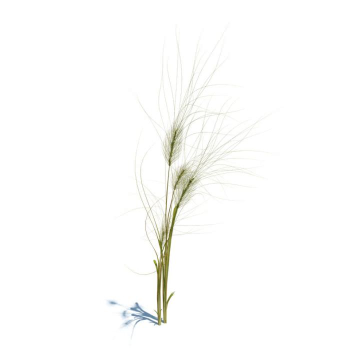 Plant Grass Shrub Greenery 3D model | CGTrader