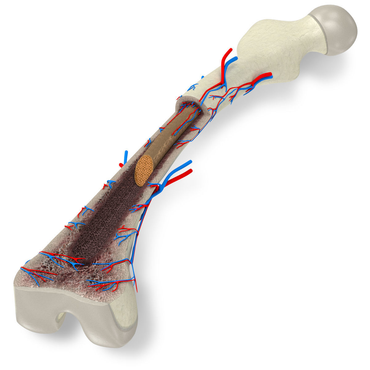 3D model Bone Anatomy VR / AR / low-poly | CGTrader